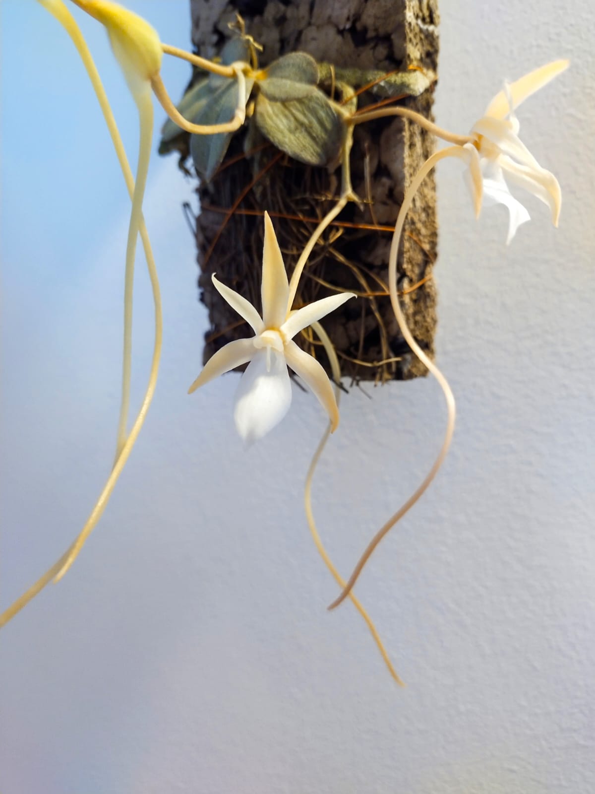 Aerangis punctata – AOCI