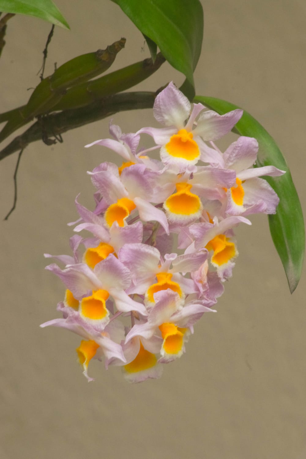 Schede di coltivazione – AOCI