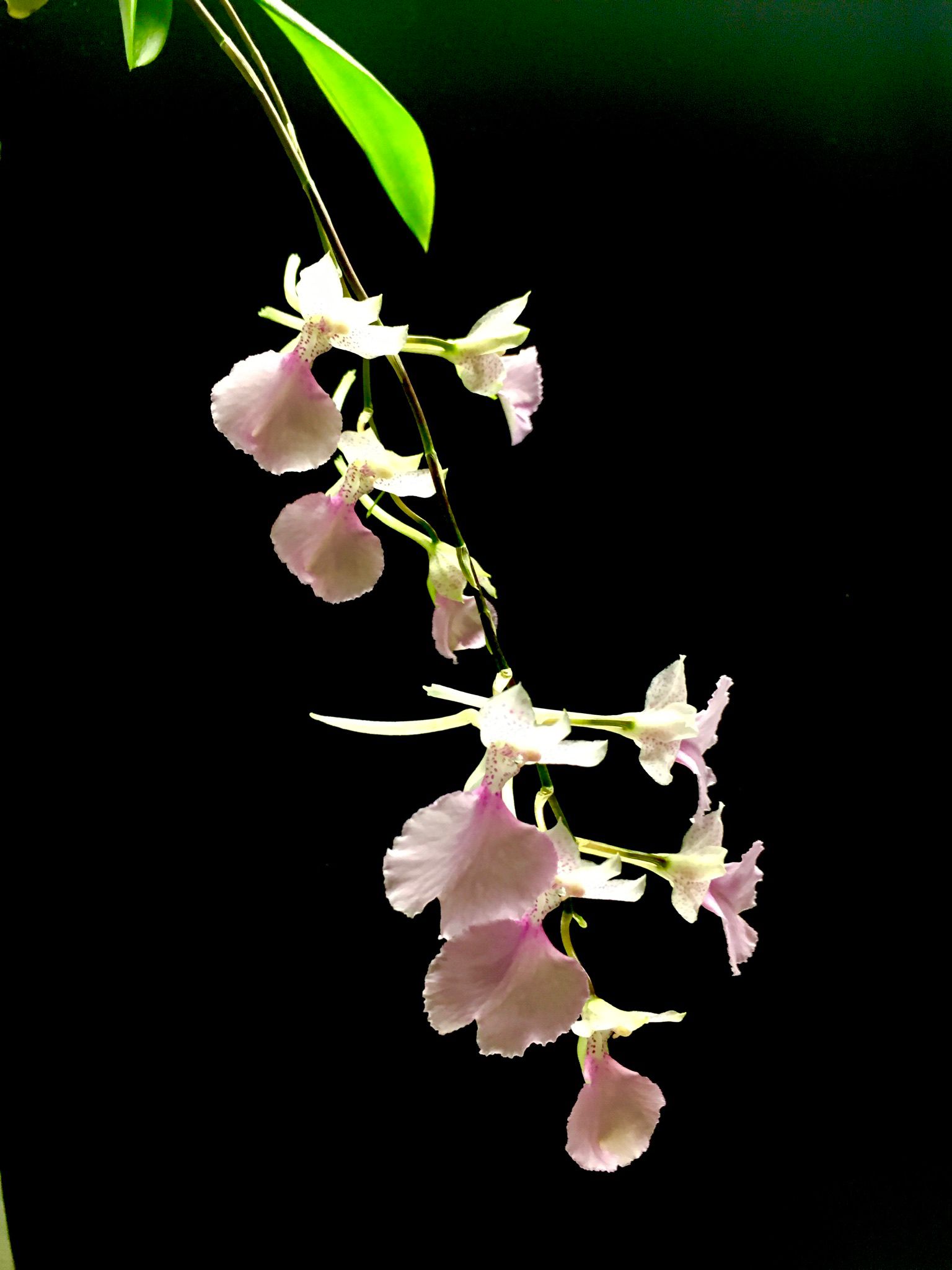 Schede di coltivazione – AOCI