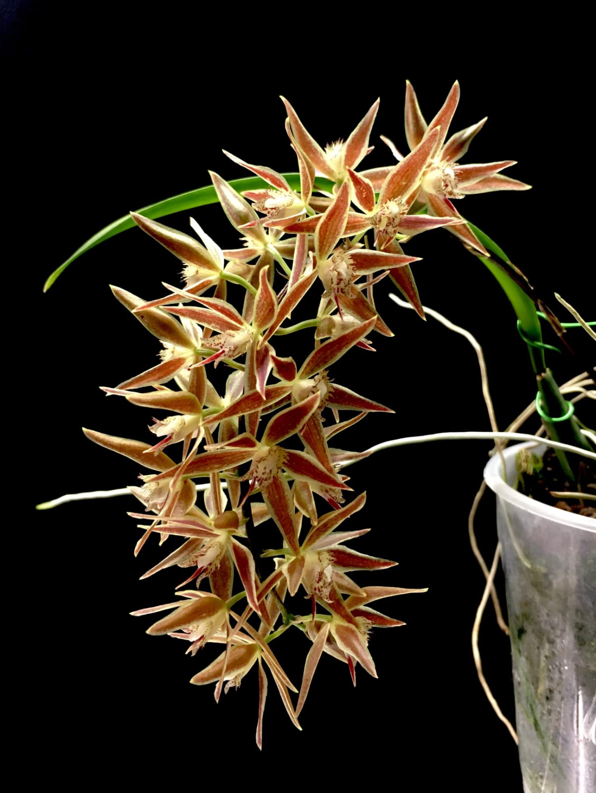 Macradenia multiflora – AOCI