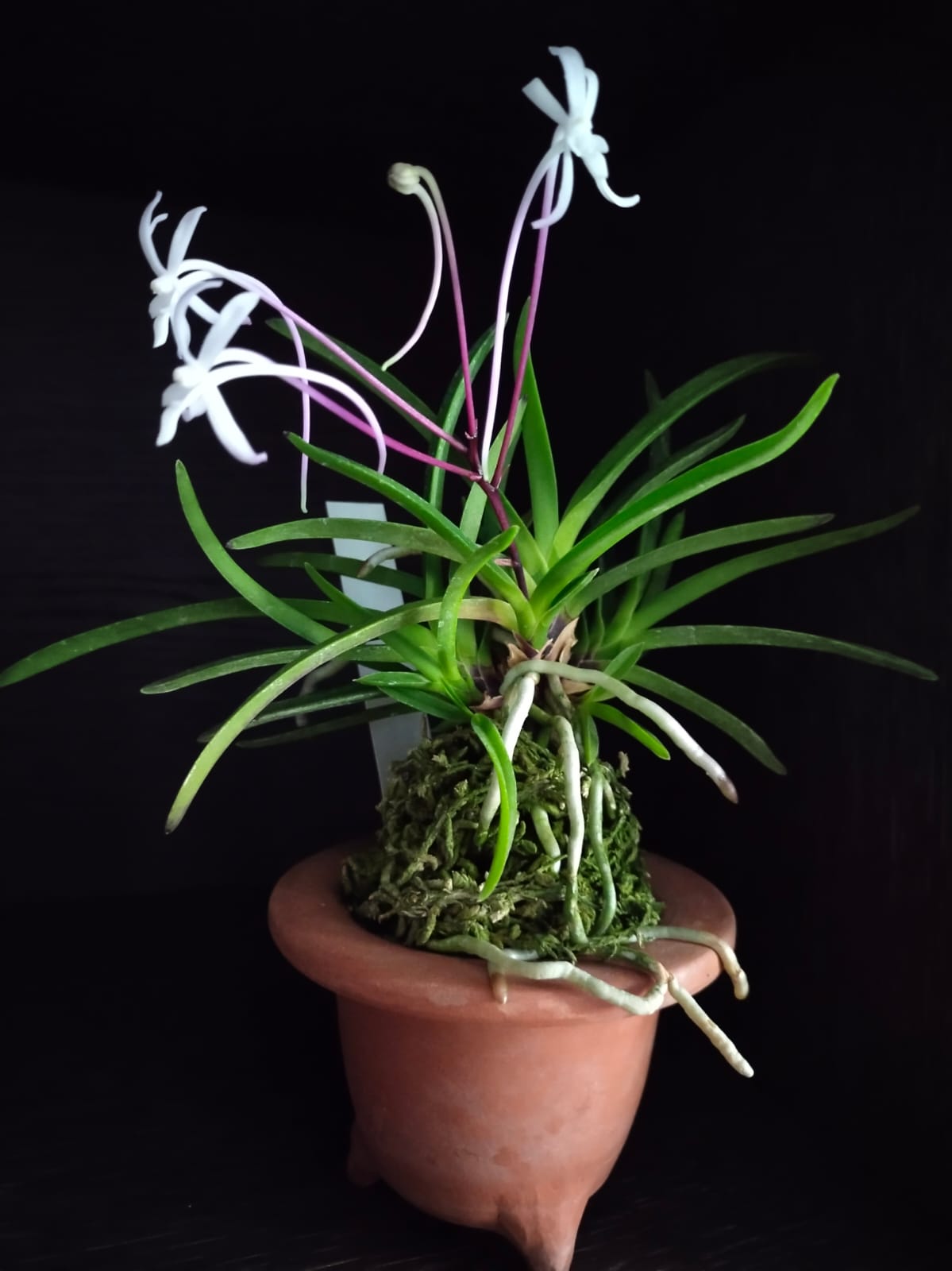 Vanda falcata (syn. Neofinetia falcata) – AOCI