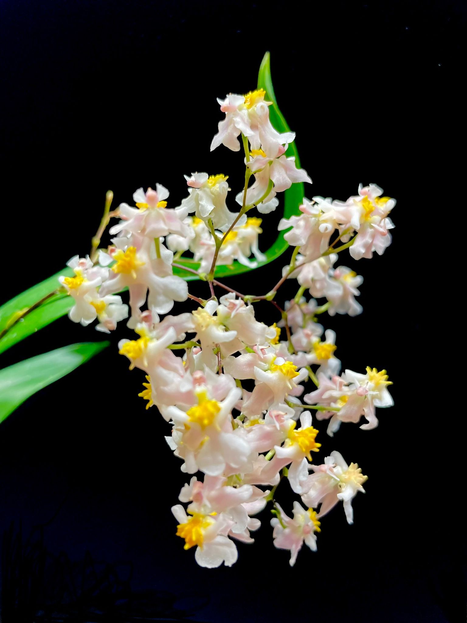 Schede di coltivazione – AOCI